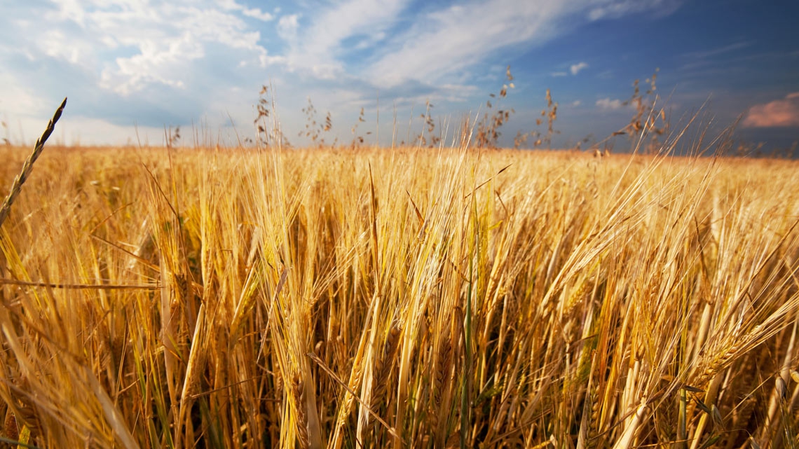 Frumento o grano: tutto su tipi, proprietà e alimentazione - LifeGate