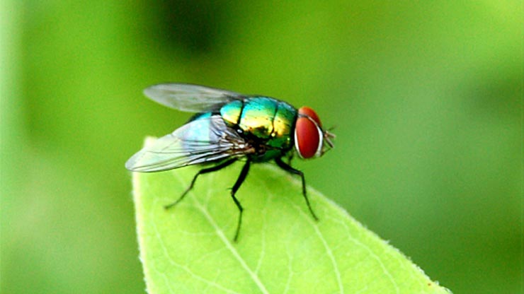 La fattoria delle mosche - LifeGate