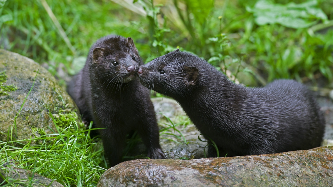 Pellicce di visone, Essere Animali dice no all'apertura di un nuovo ...