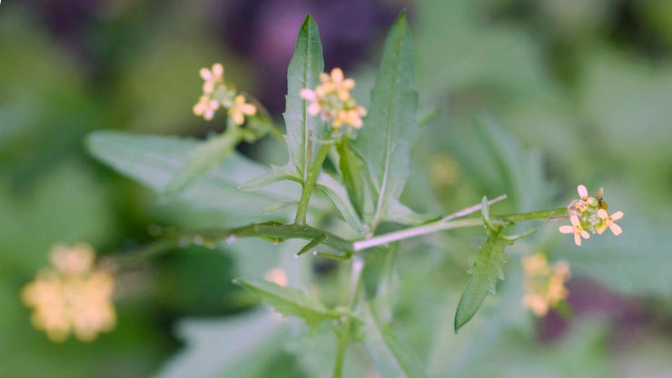 Erisimo, l'erba dei cantanti. Per salvare il bel canto e la voce - LifeGate