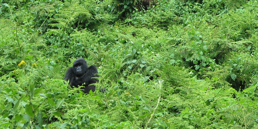 I film stanno salvando i gorilla di Cross River in Nigeria - LifeGate