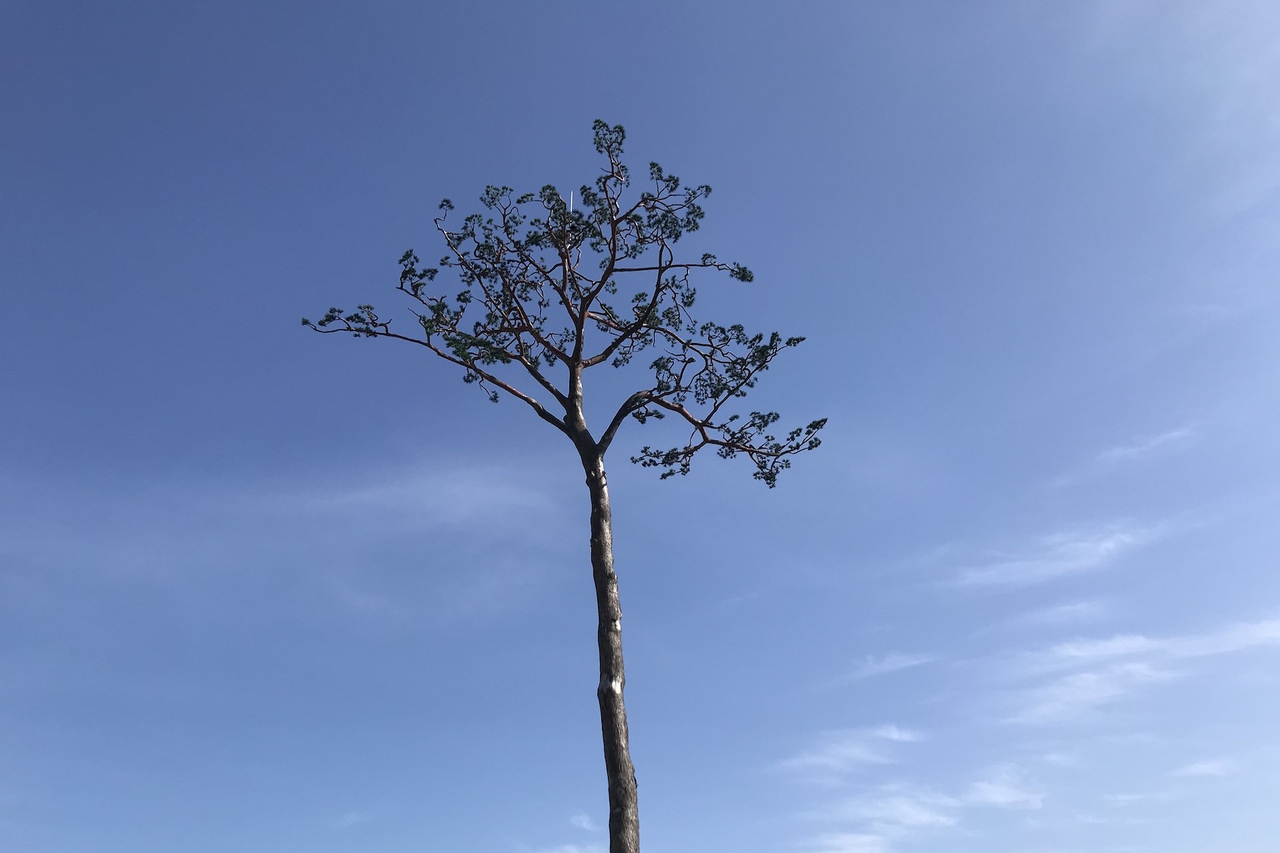 Story of a pine tree that survived a tsunami - LifeGate