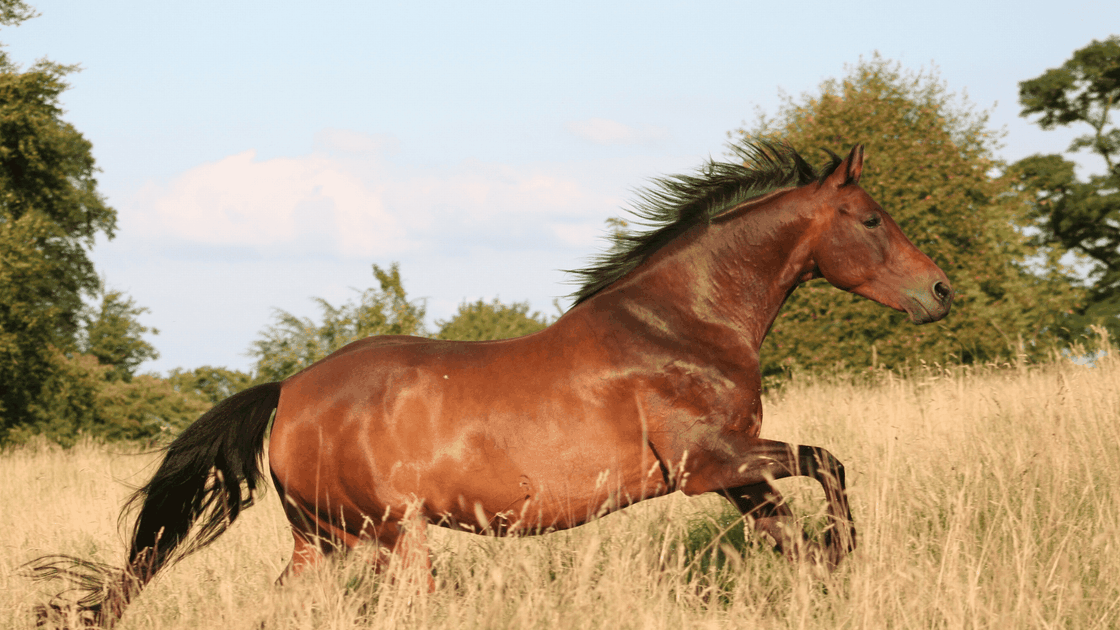 I cavalli in Italia sono amici o carne da macello? - LifeGate