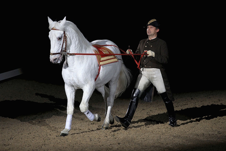 I cavalli lipizzani ora sono patrimonio dell'umanità dell'Unesco - LifeGate