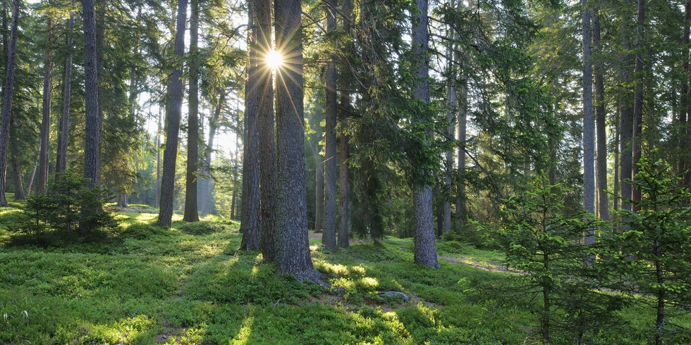 Why we need healthy forests for healthy people - LifeGate