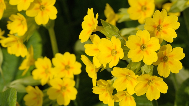 Fiori eduli: l’elenco dei fiori commestibili che puoi usare in cucina ...