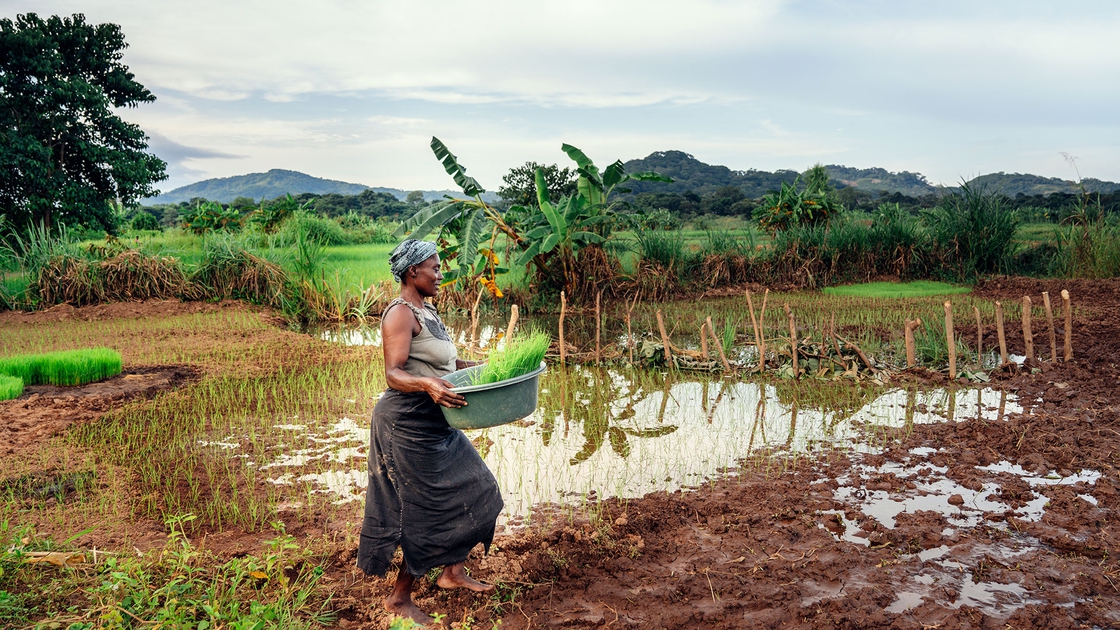 In Malawi l'aiuto nel post-emergenza arriva dalla Scozia, grazie al ...