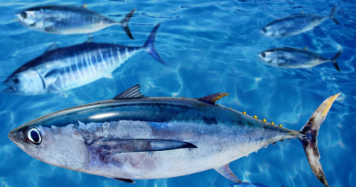 Pesce sostenibile: come riconoscerlo?