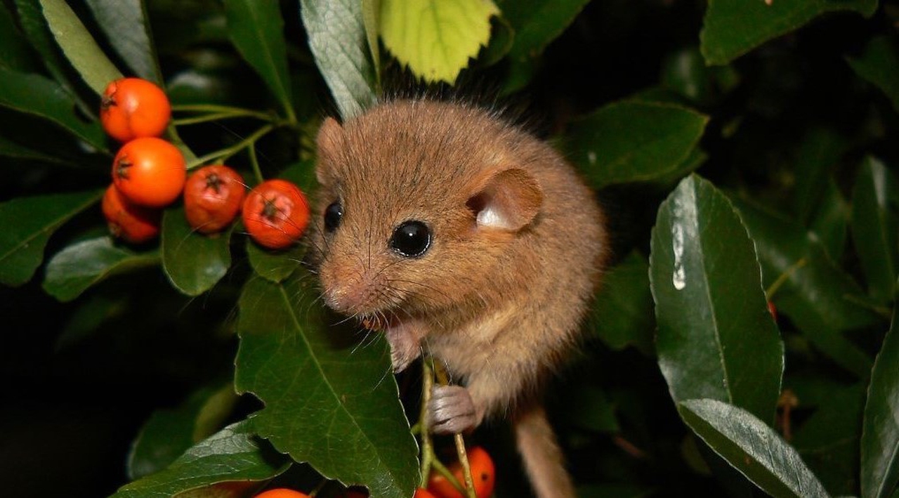 Traditional orchards are our past and future. Promoting biodiversity ...