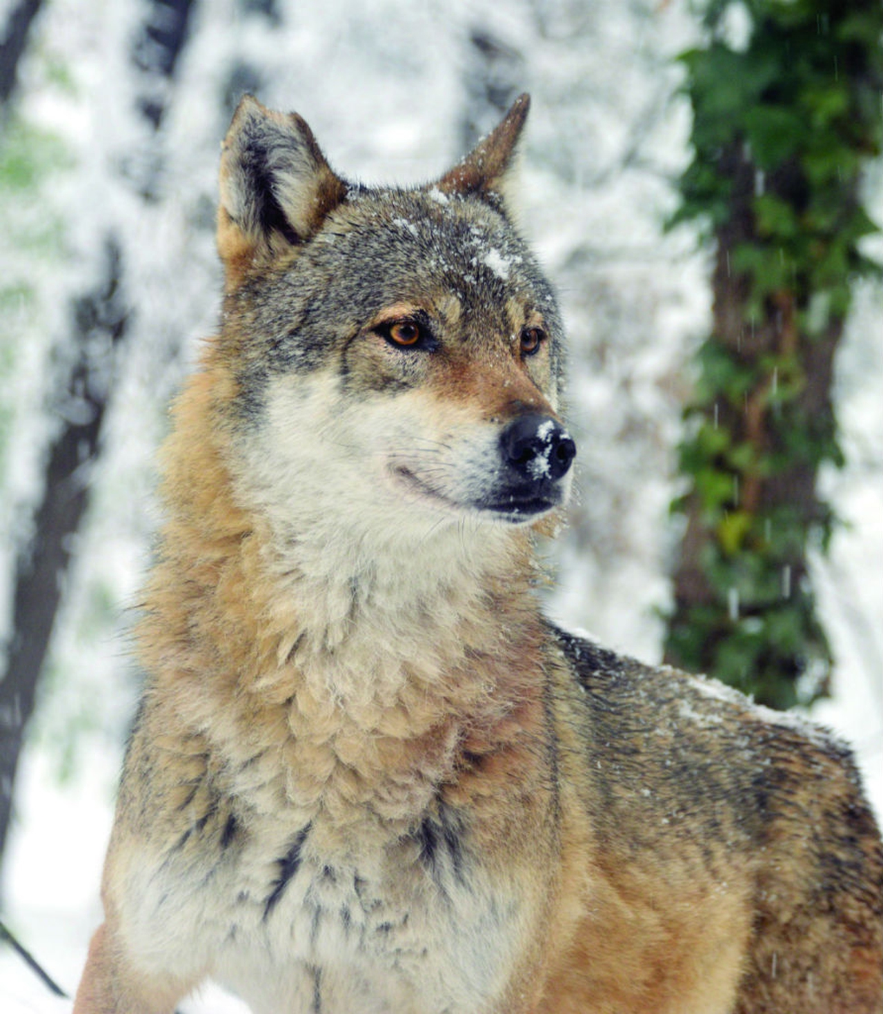 Lupo italiano - LifeGate