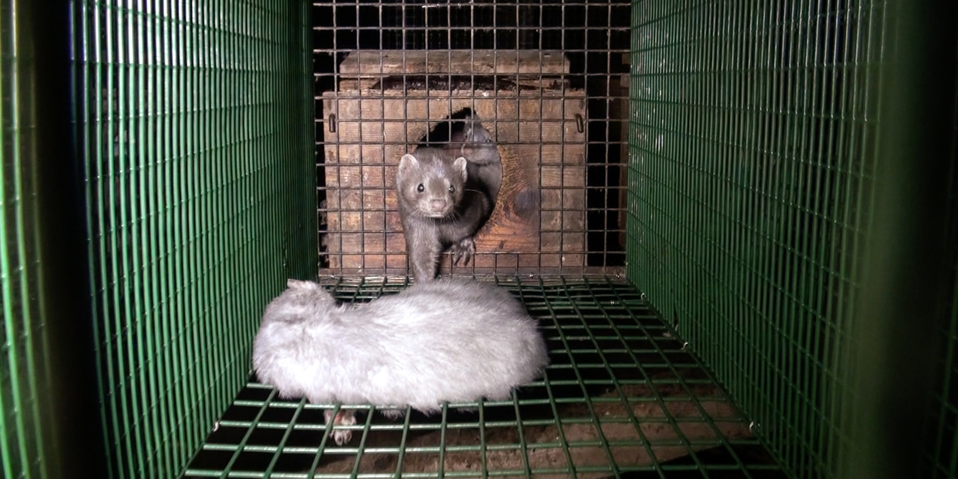 Allevamenti di visoni: una settimana per chiedere all'Italia di dire ...