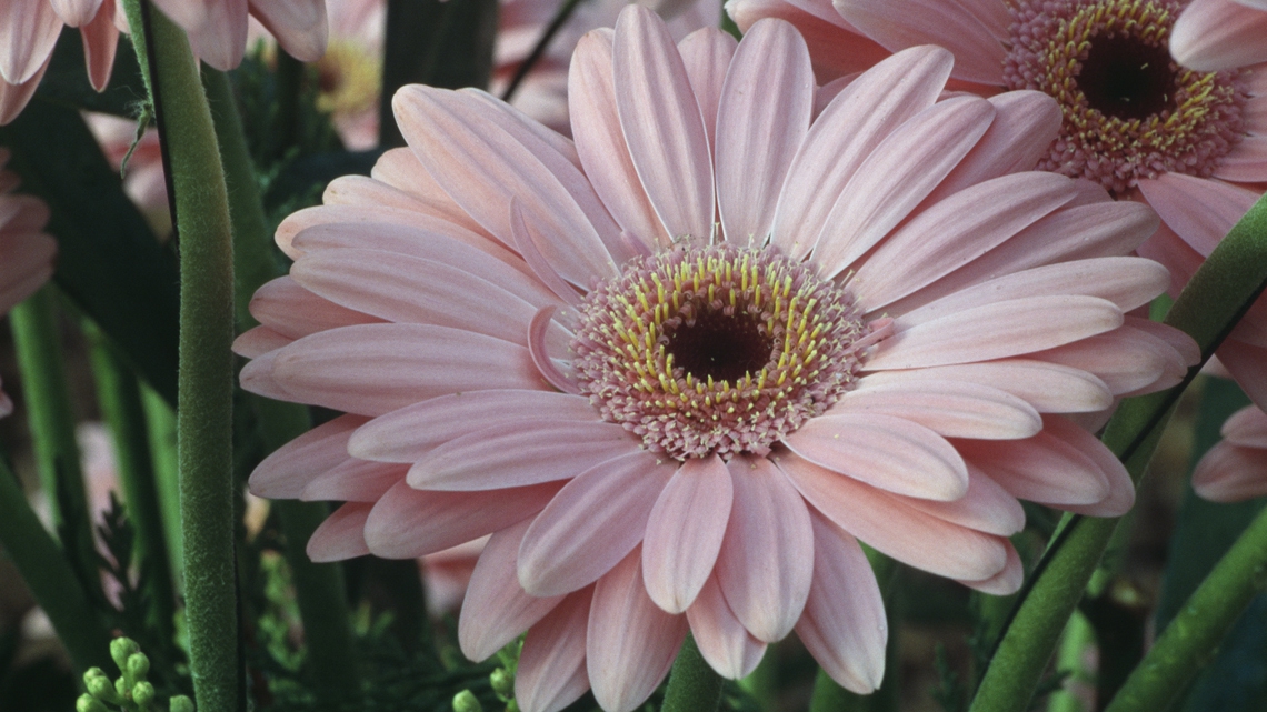 Gerbera. Significato, cura e coltivazione della pianta di luglio - LifeGate