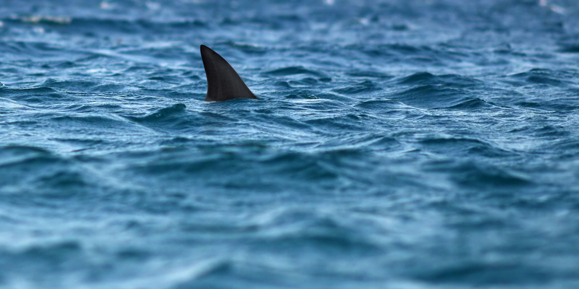 Il delicato equilibrio tra essere umano e grandi predatori, il caso ...