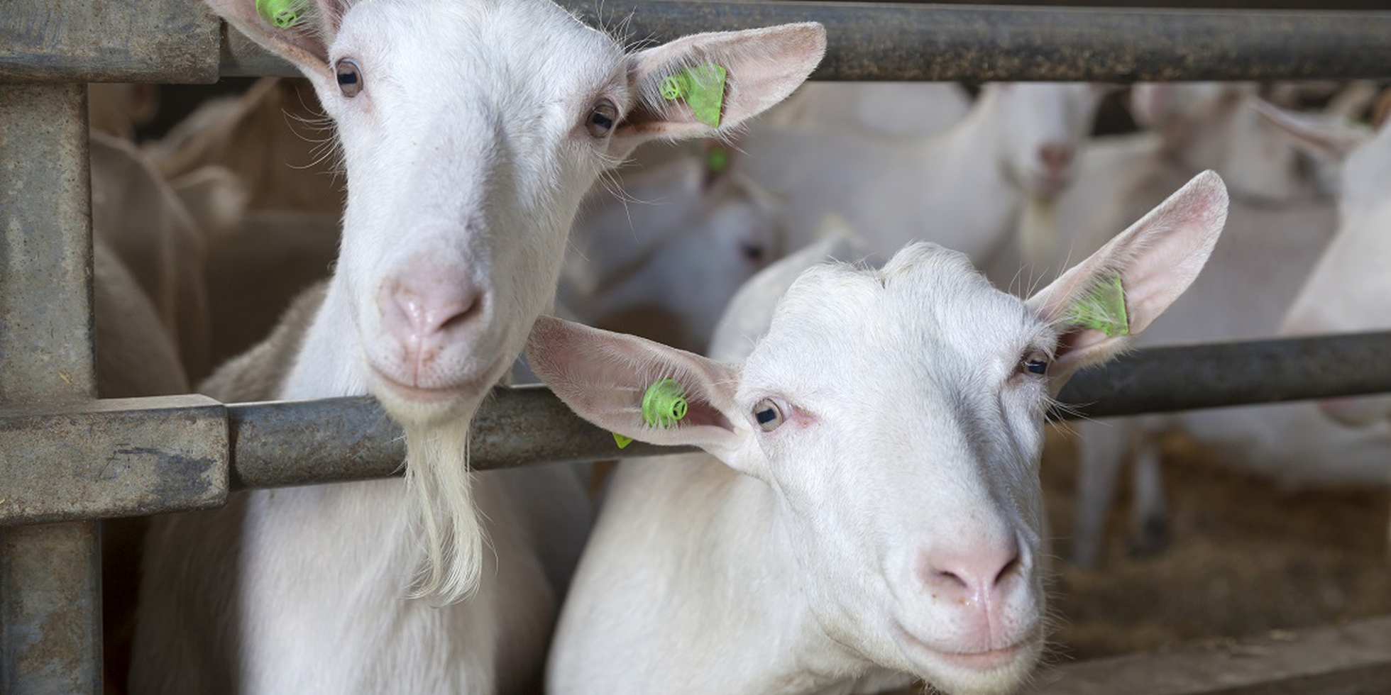 Alle capre piacciono le persone felici - LifeGate