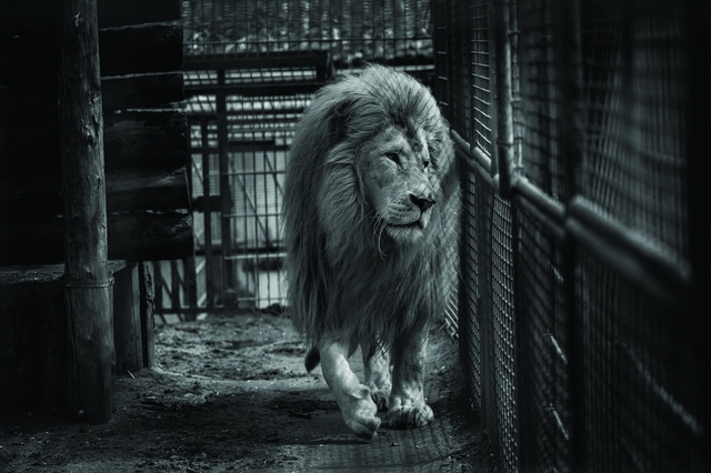 Animals in European zoos - in pictures - LifeGate