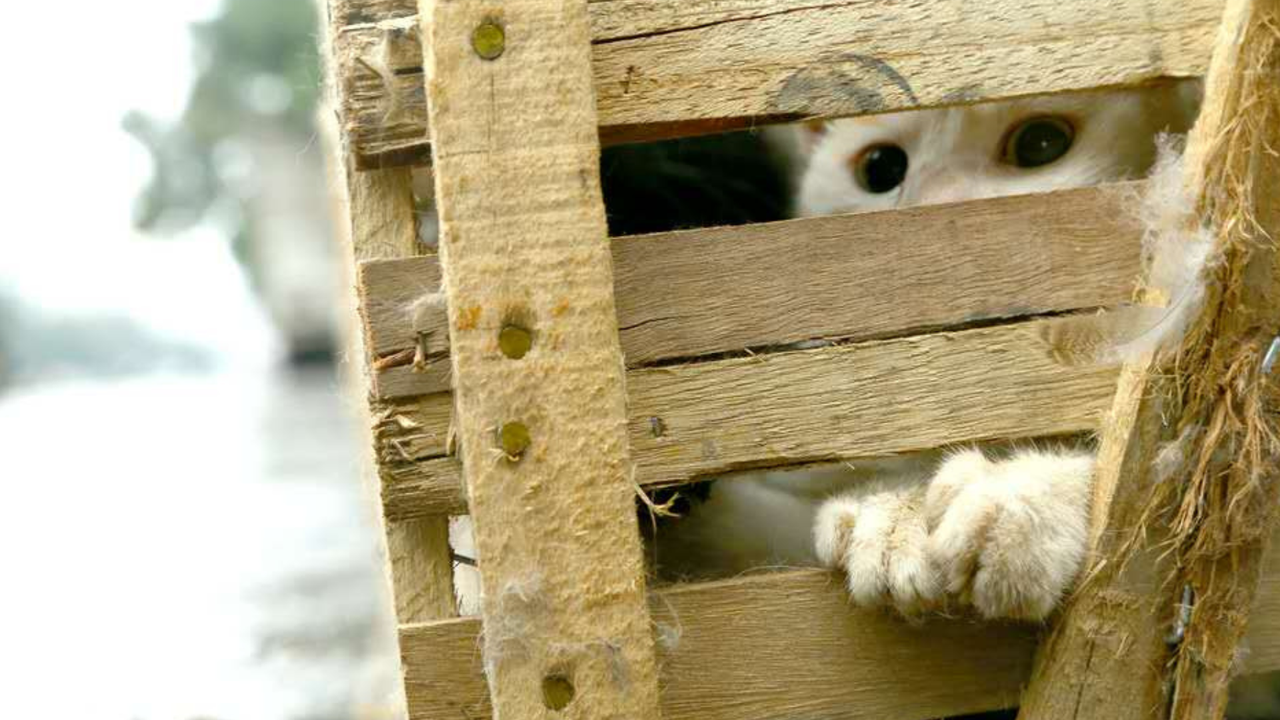 Al via il festival di Yulin con il solstizio d'estate - LifeGate