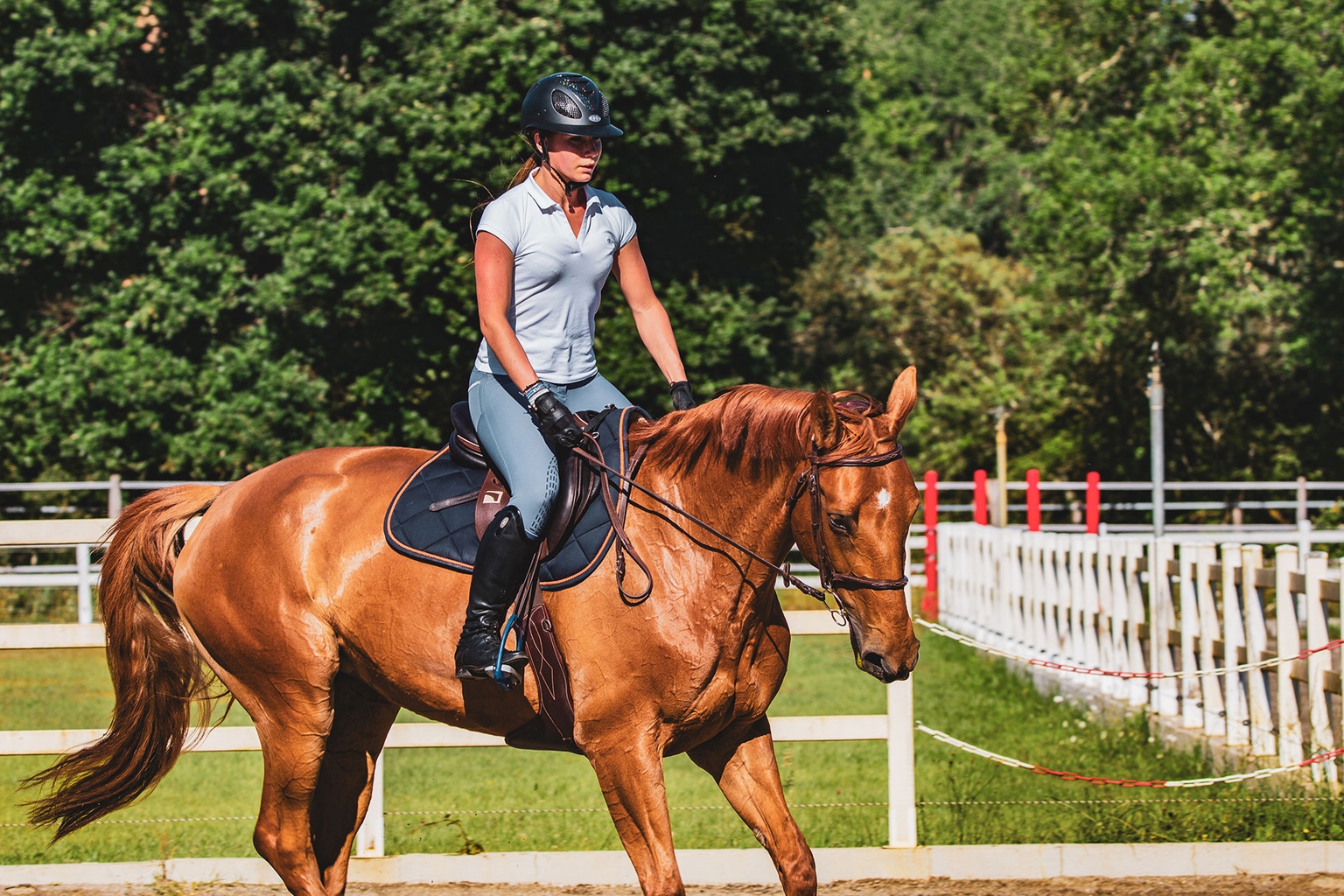 Il cavallo sportivo non finirà al macello - LifeGate