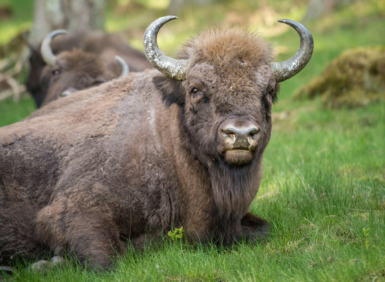 Dove puoi vedere il bisonte europeo - LifeGate