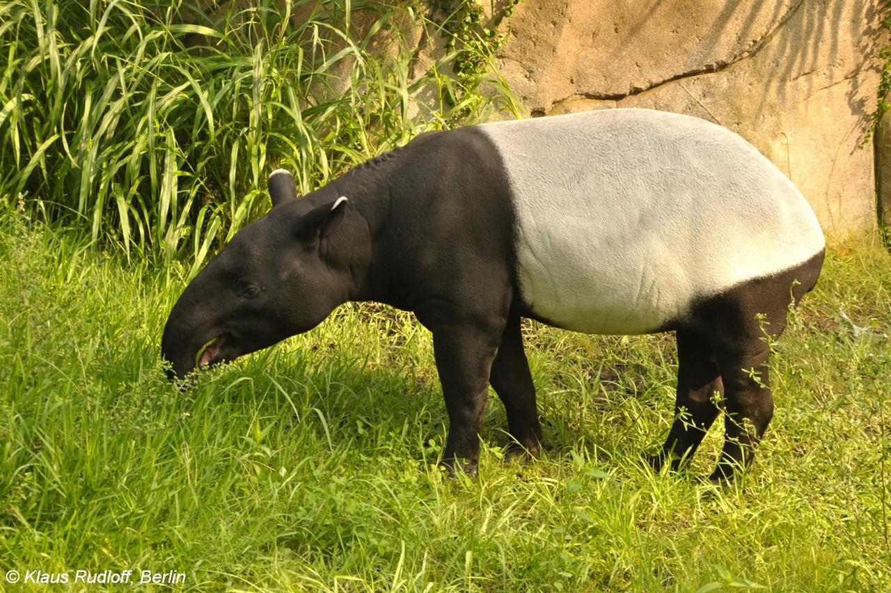Il 27 aprile è la Giornata mondiale del tapiro - LifeGate