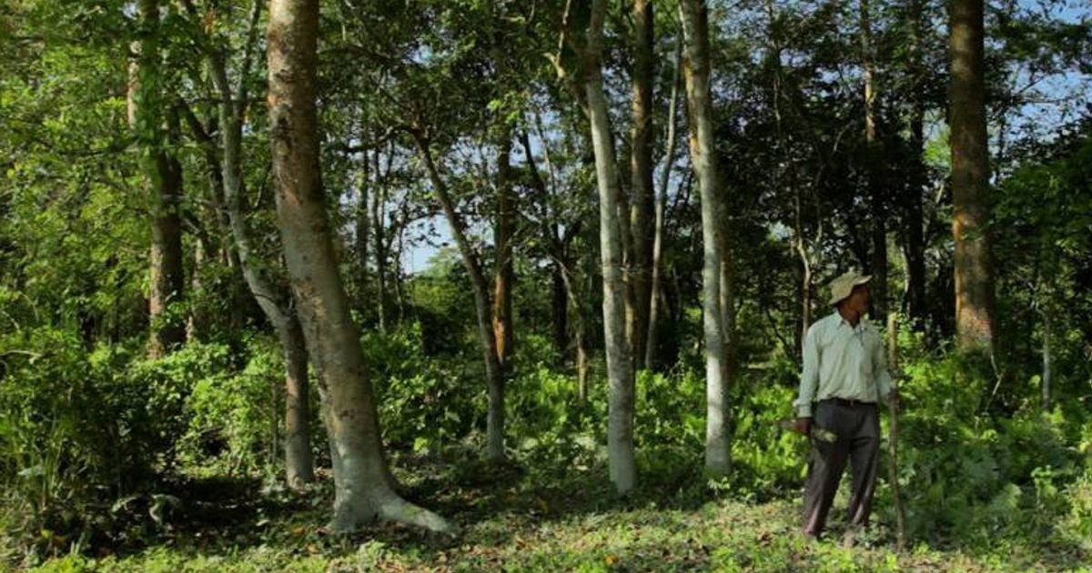 Jadav Payeng, detto Molai. Il ragazzo che ha creato una foresta - LifeGate