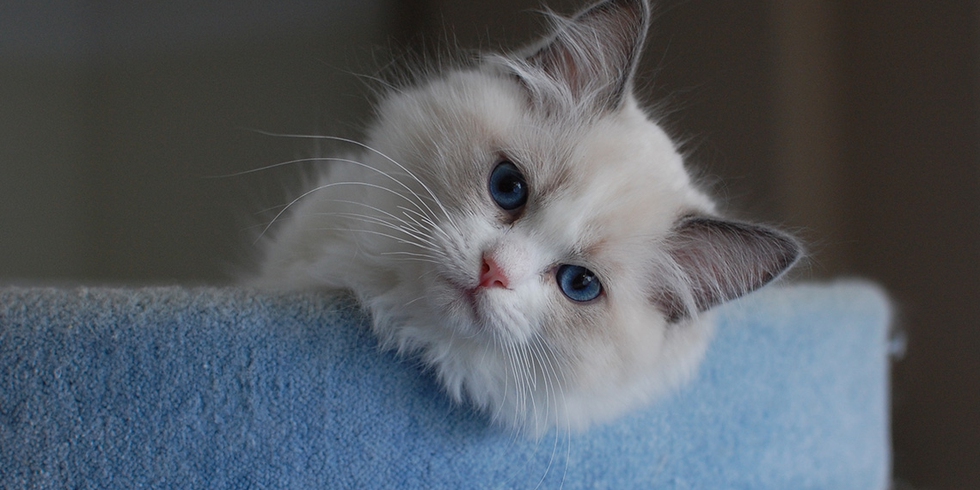 Ragdoll, origine e caratteristiche del gatto più dolce che c'è - LifeGate