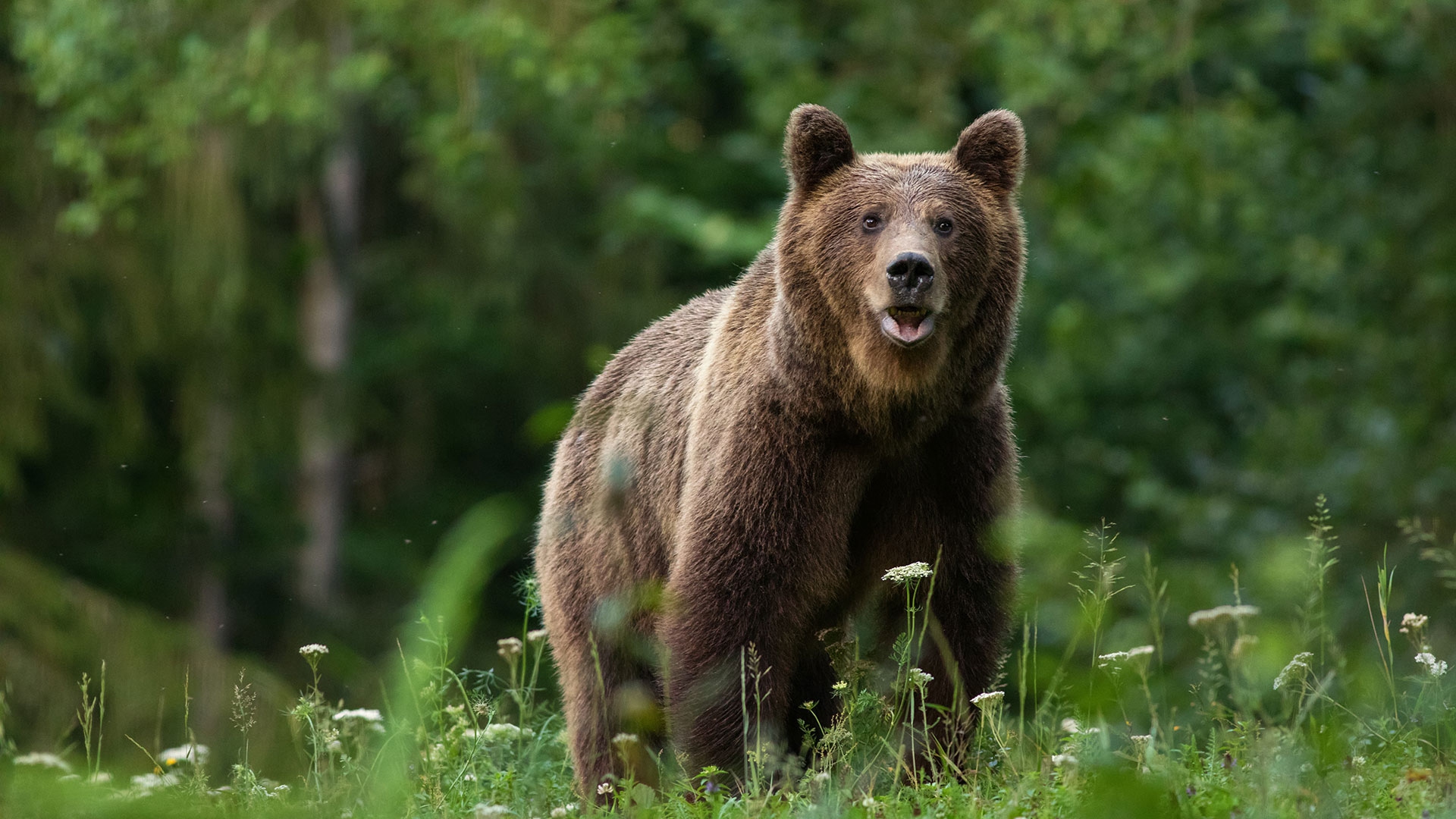 La morte dell'orso Juan Carrito ci ricorda che abbiamo un problema con ...