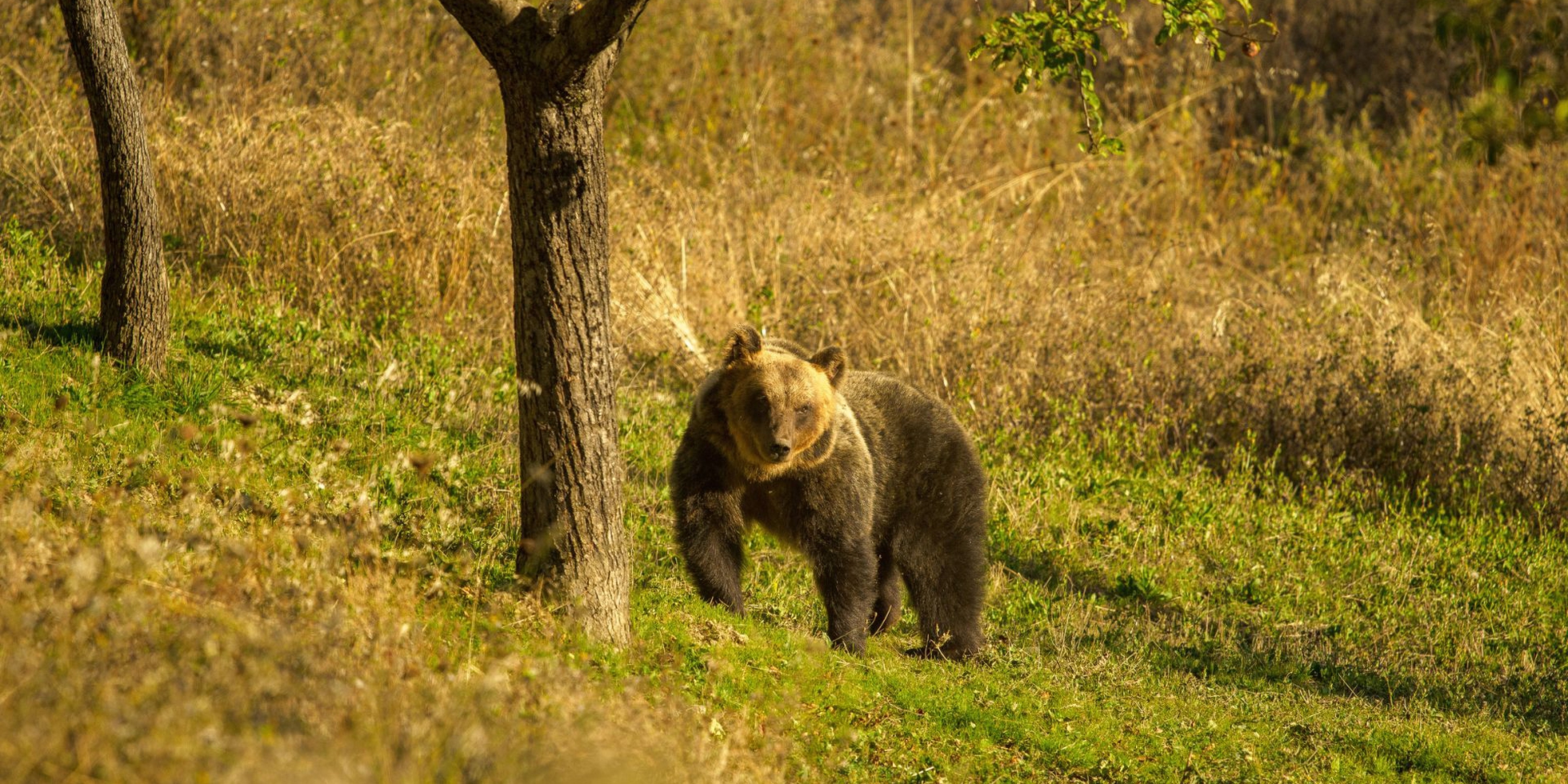 Perché gli orsi in Italia, ma non in Europa, sono una specie a rischio ... Perché gli orsi in Italia, ma non in Europa, sono una specie a rischio ...