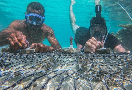 What is Grindadráp and why is whaling in the Faroe Islands so ...