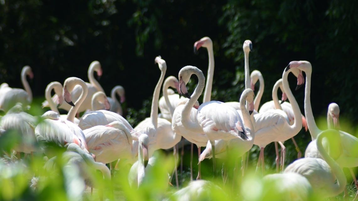 The amazing video of flamingos hatching - LifeGate