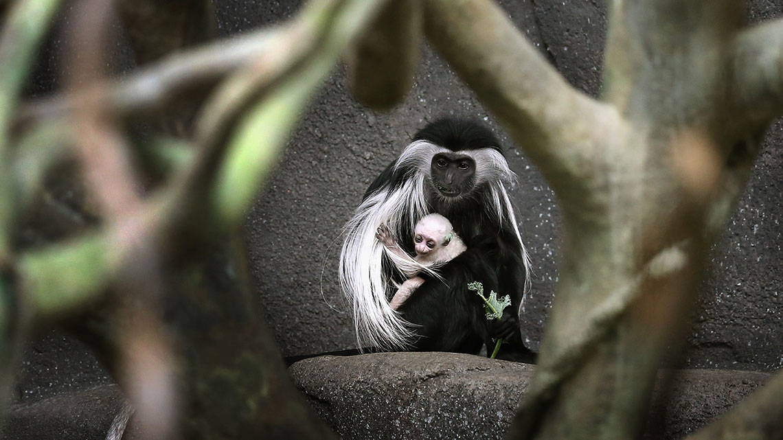 Colobus Conservation, restoring Kenya's coasts to protect monkeys ...