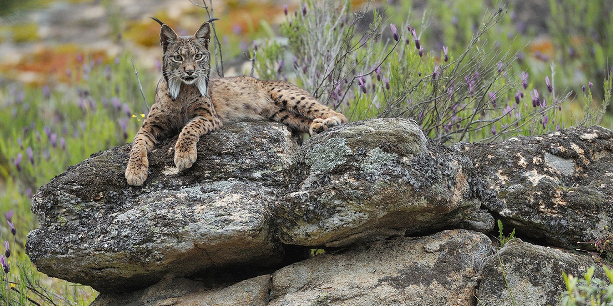 Iberian lynx, the world's most endangered wild cat is making a comeback