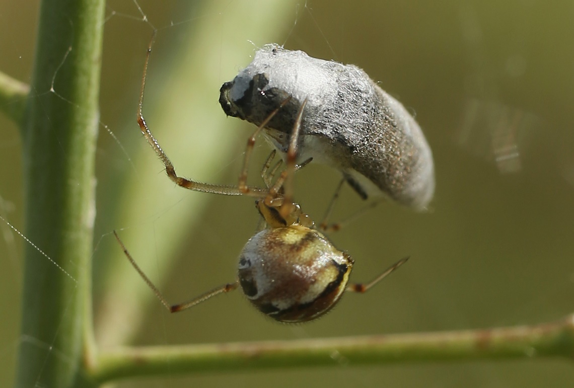 Dalla sopravvivenza dei ragni dipende anche la nostra - LifeGate