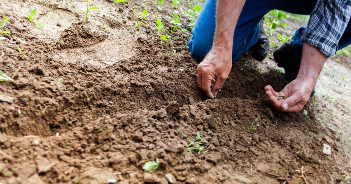 Semina e trapianto, tutto quello che c'è da sapere per coltivare un ...