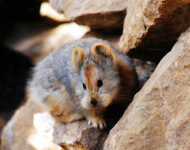 The Ili pika spotted for the first time in 20 years - LifeGate