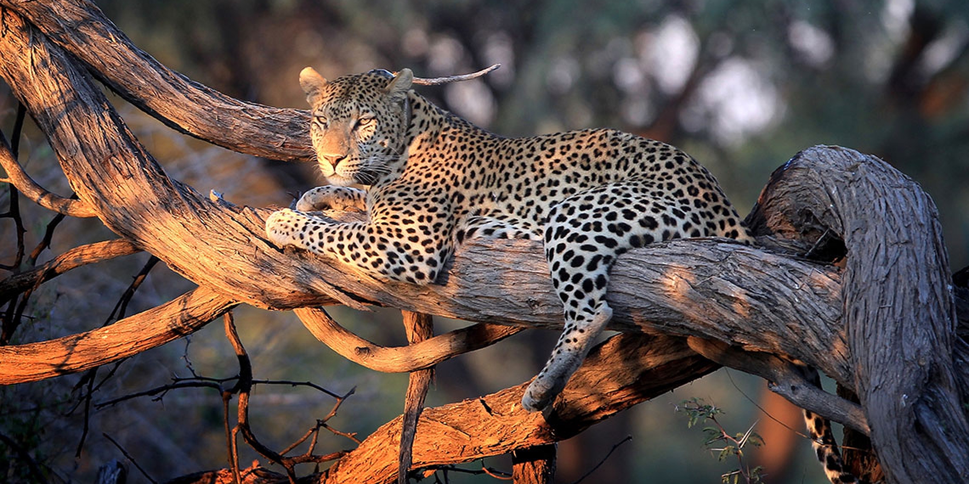 Leopard populations decline dramatically, new research reveals