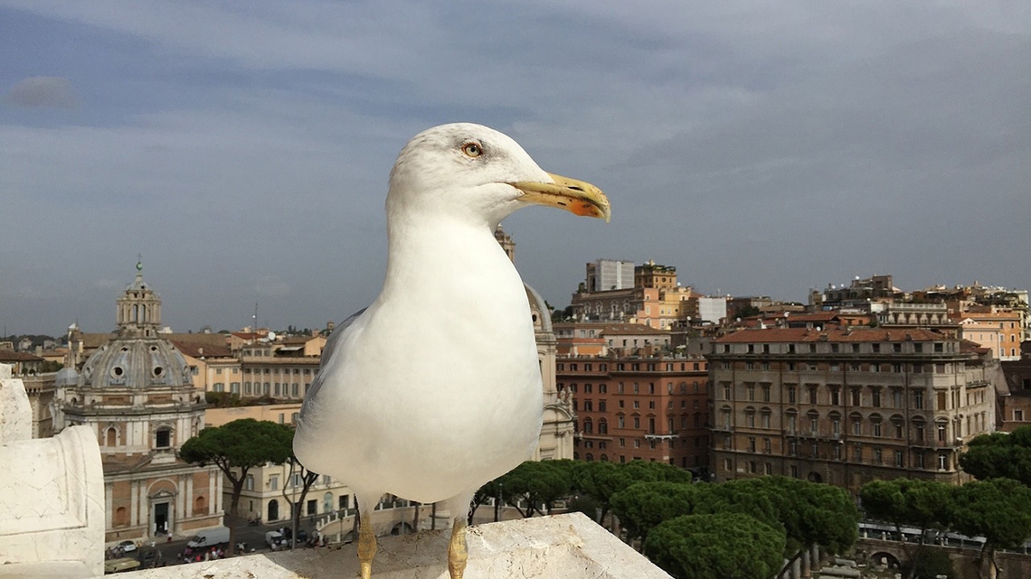 Perché Roma è invasa dai gabbiani, i nuovi padroni della città