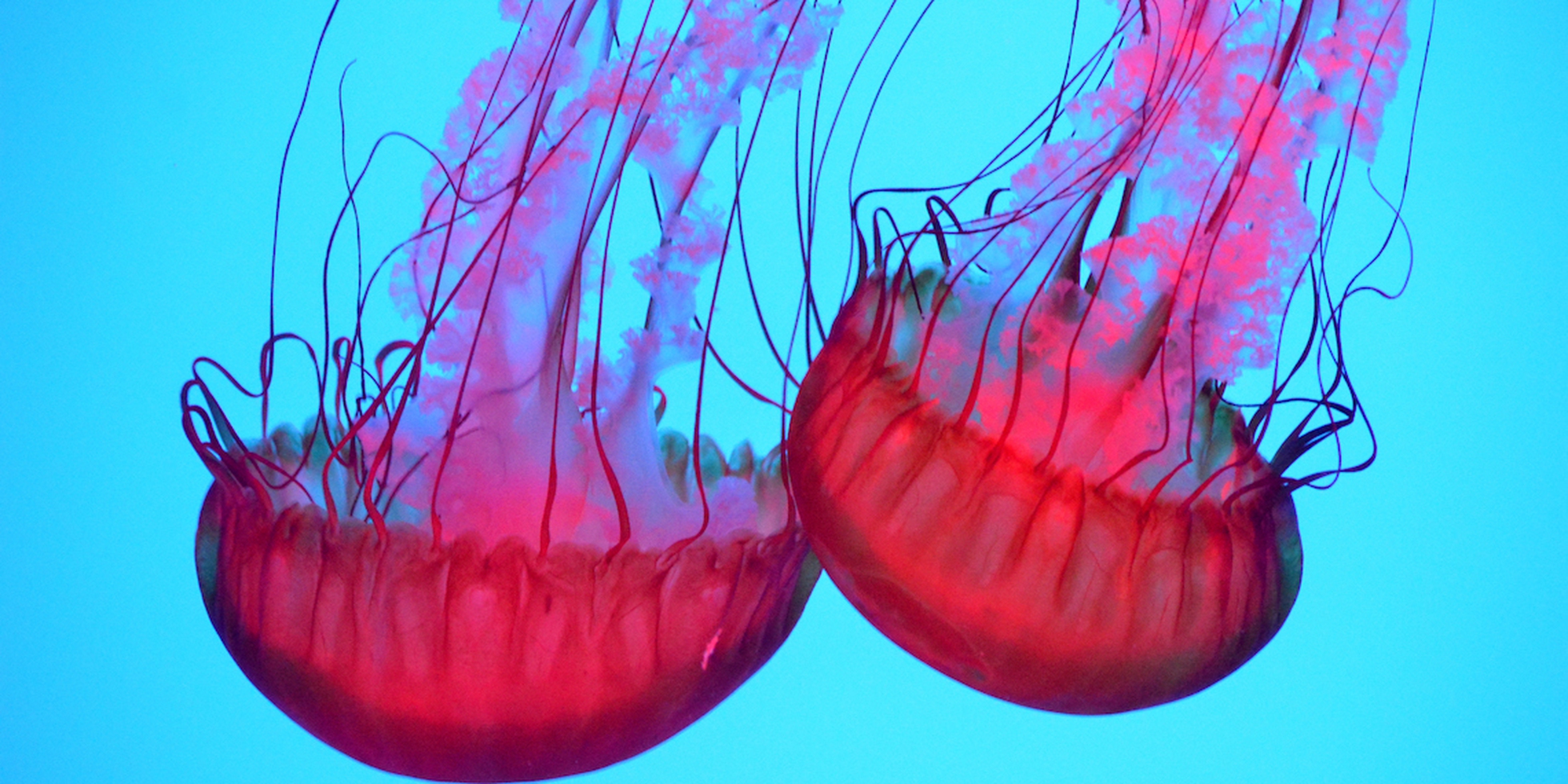 Dalle meduse un’alternativa per l’energia del futuro - LifeGate