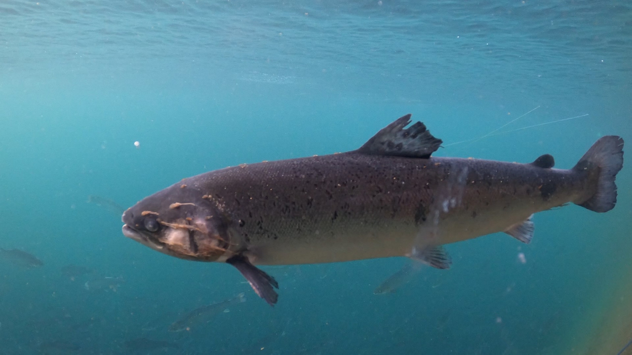 Una nuova inchiesta negli allevamenti di salmoni scozzesi svela le ...