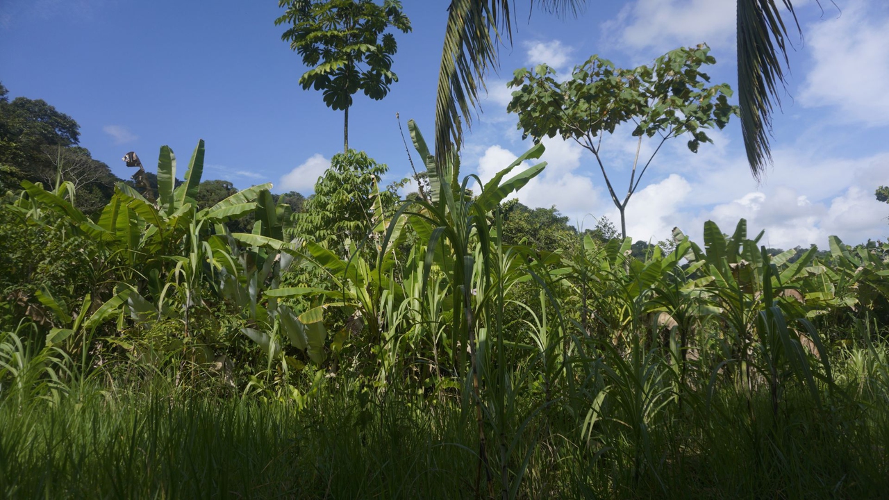 Costa Rica, il diritto a resistere degli indigeni Nairi Awari - LifeGate