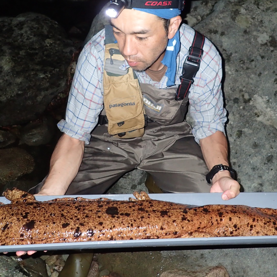 Saving the Japanese giant salamander from concrete - LifeGate