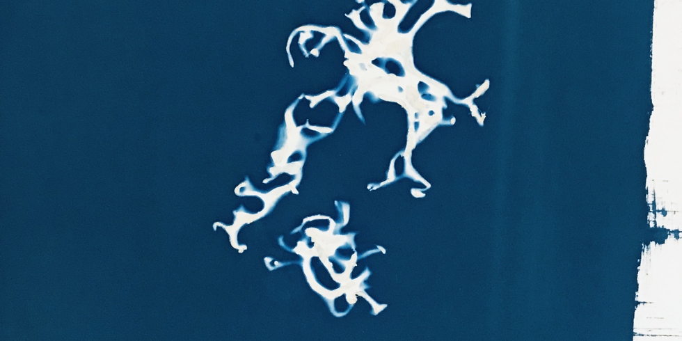 Gwen Arkin identifica le alghe limu delle Hawaii e le trasforma in ...