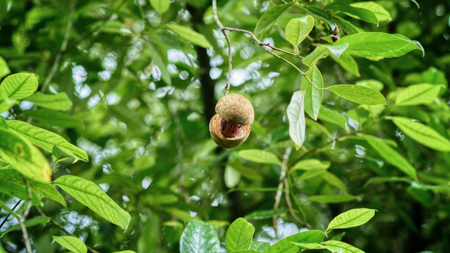 Noce moscata: proprietà e utilizzi - LifeGate