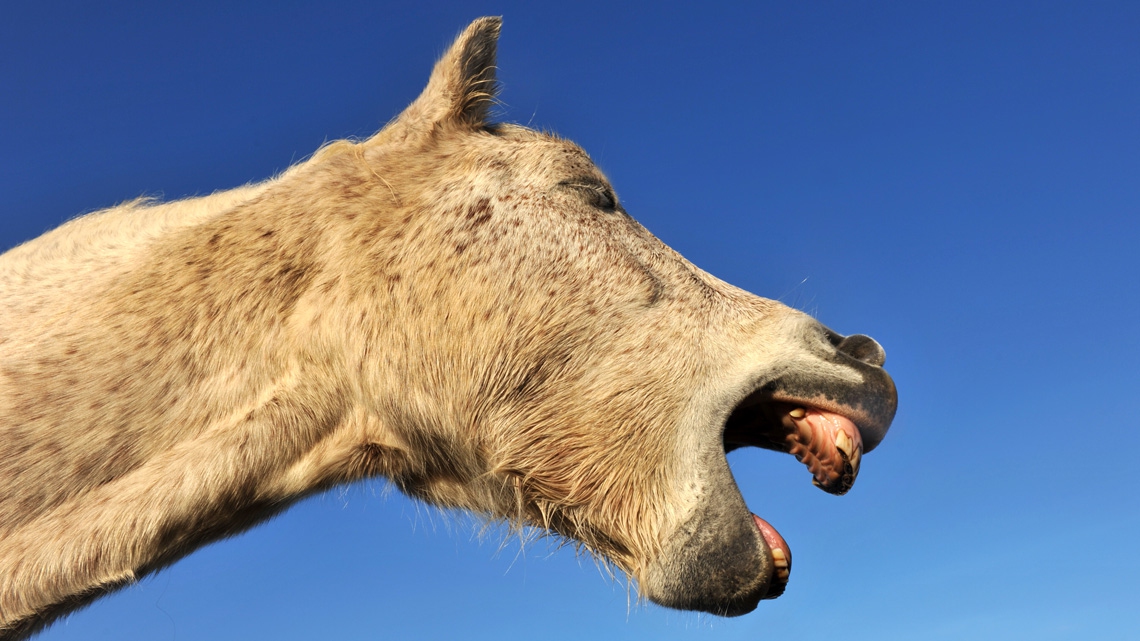 Sbadiglio, cosa succede: cause neurologiche, patologiche, psicologiche ...