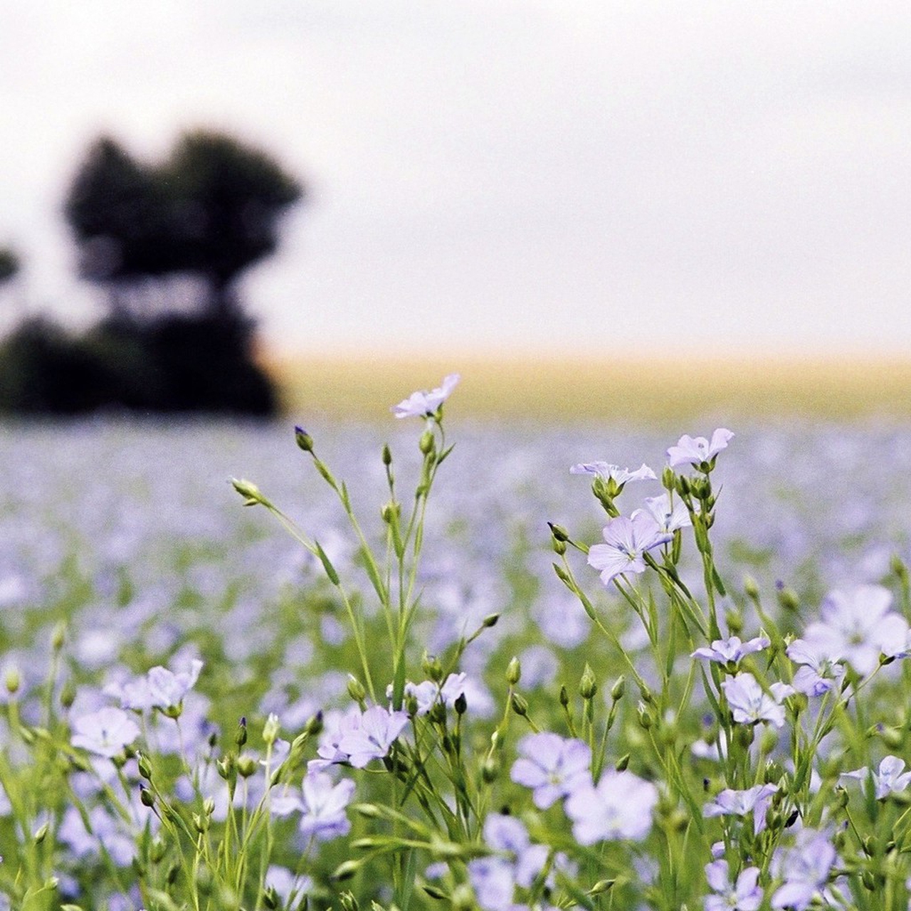 Linen and its sustainability characteristics - LifeGate