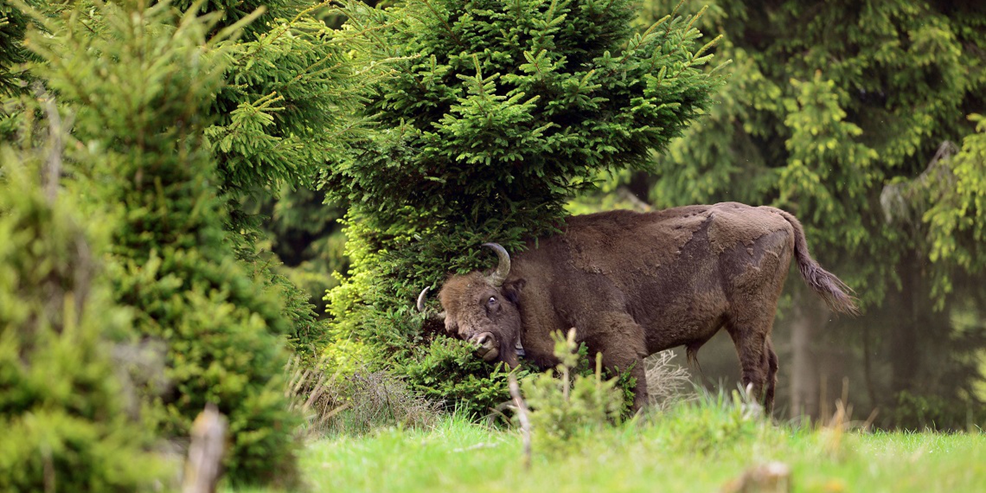Polonia, l’Ue si oppone al disboscamento della foresta di Bialowieza ...