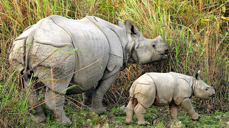 An Indian rhinoceros smiles: new calf born in India - LifeGate