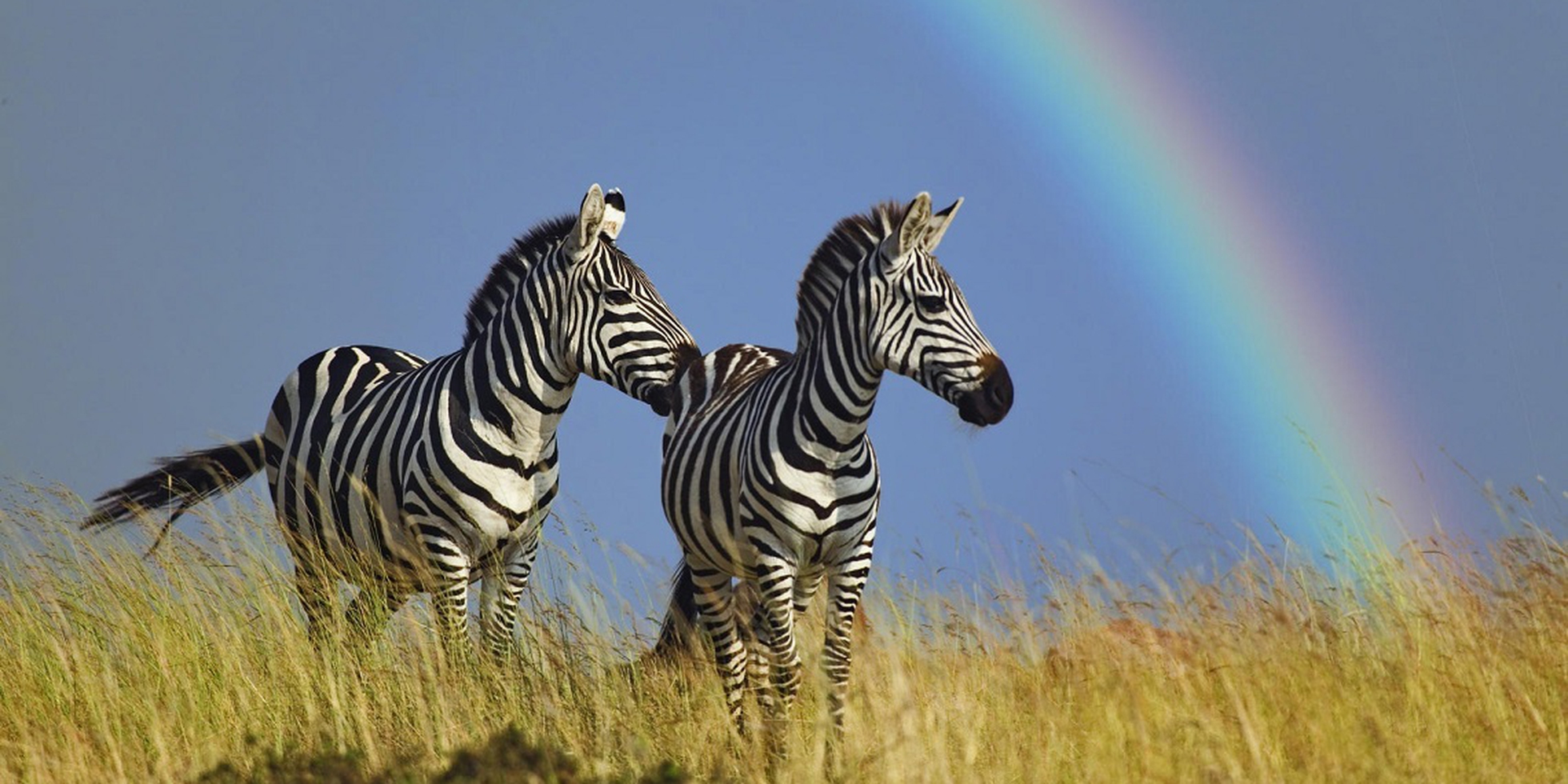 What are zebra stripes for, actually? - LifeGate