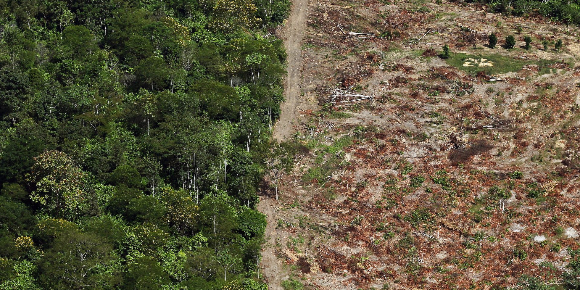 Deforestazione in Amazzonia. A gennaio abbiamo perso 430 chilometri ...