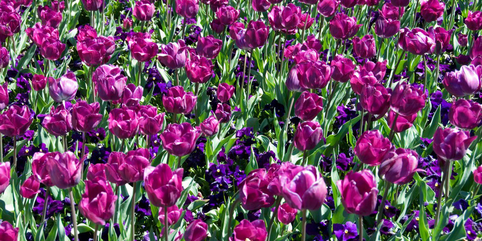Australian flowers, what are they and which are their properties - LifeGate