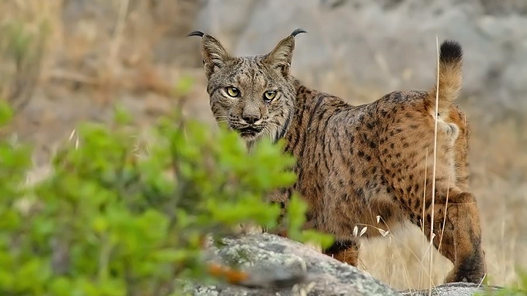 23 thousand species are threatened with extinction, but the Iberian ...